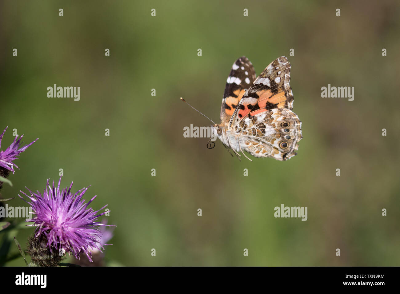 Painted lady butterfly in flight Stock Photo - Alamy