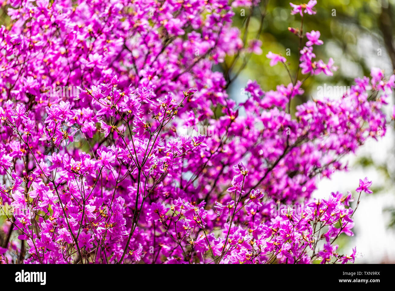 Purple sakura flowers hi-res stock photography and images - Alamy