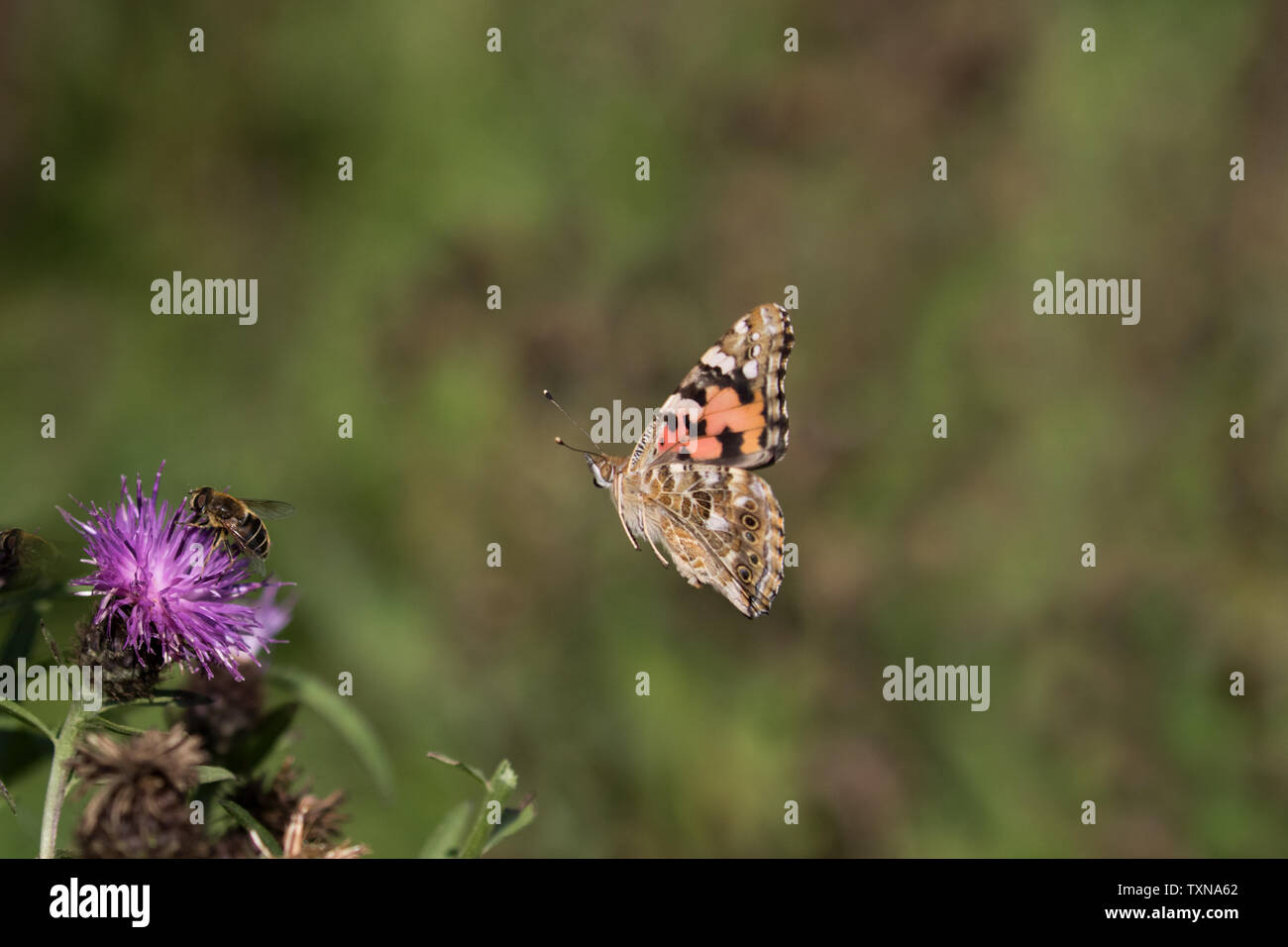 Painted lady butterfly in flight Stock Photo - Alamy