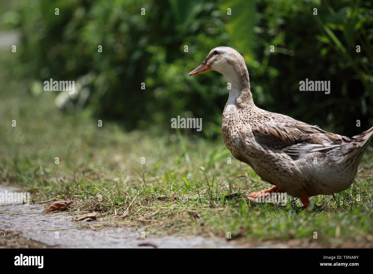 china duck running in rural Stock Photo - Alamy