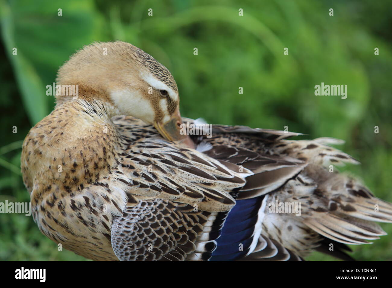 duck clean itself Stock Photo - Alamy