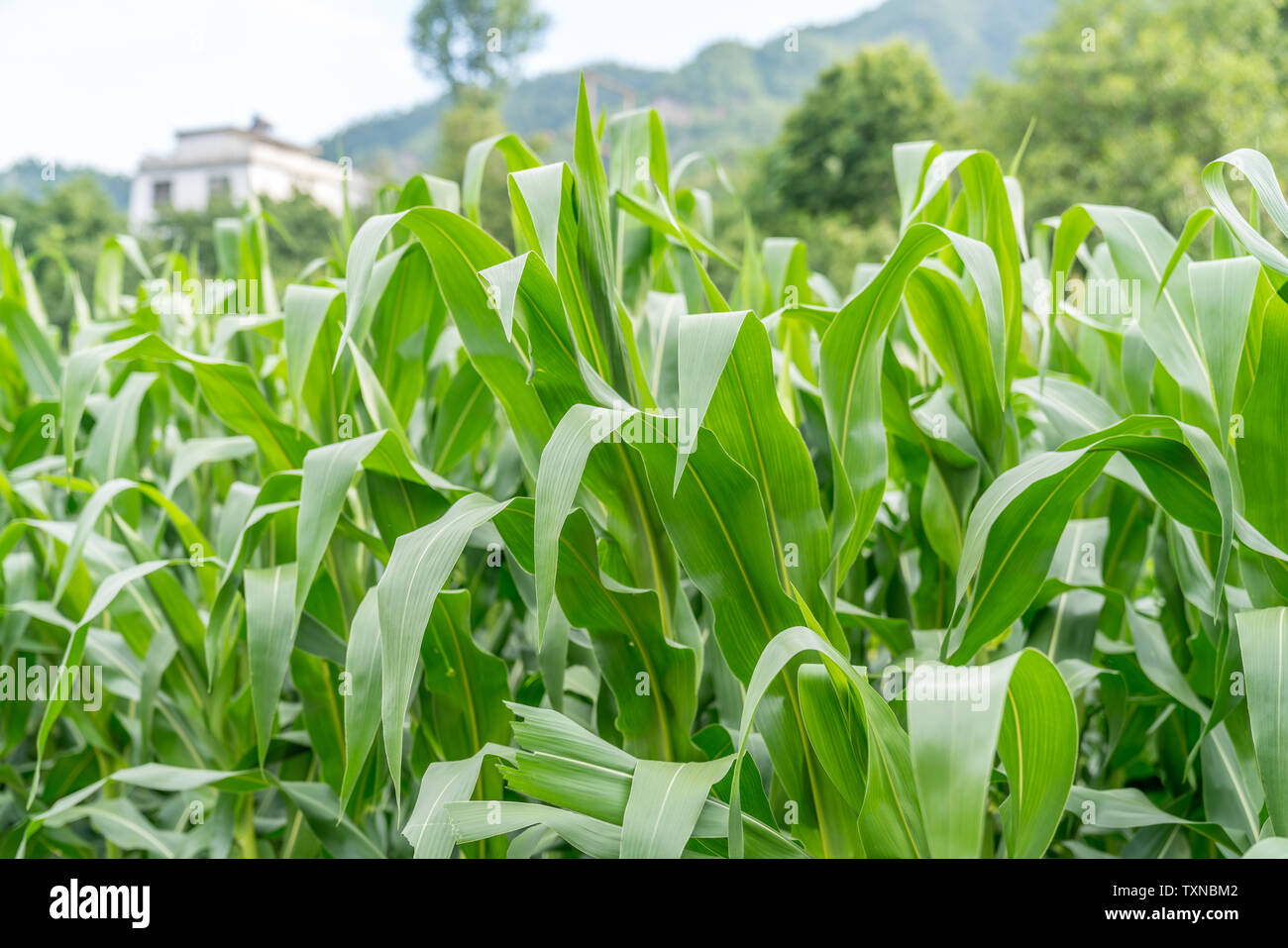 Cornfields growing in rural farmland Stock Photo - Alamy