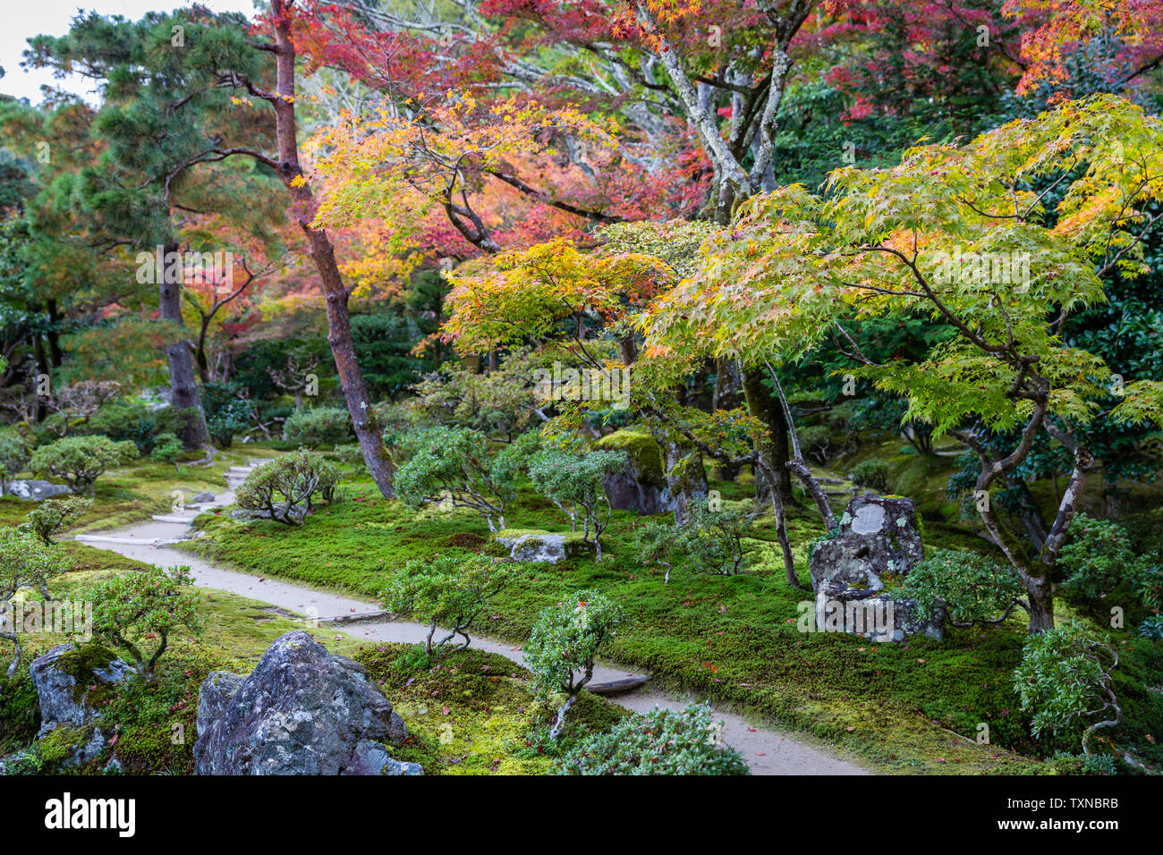 Colorful trees changing color in autumn inside tropical park, Kyoto ...