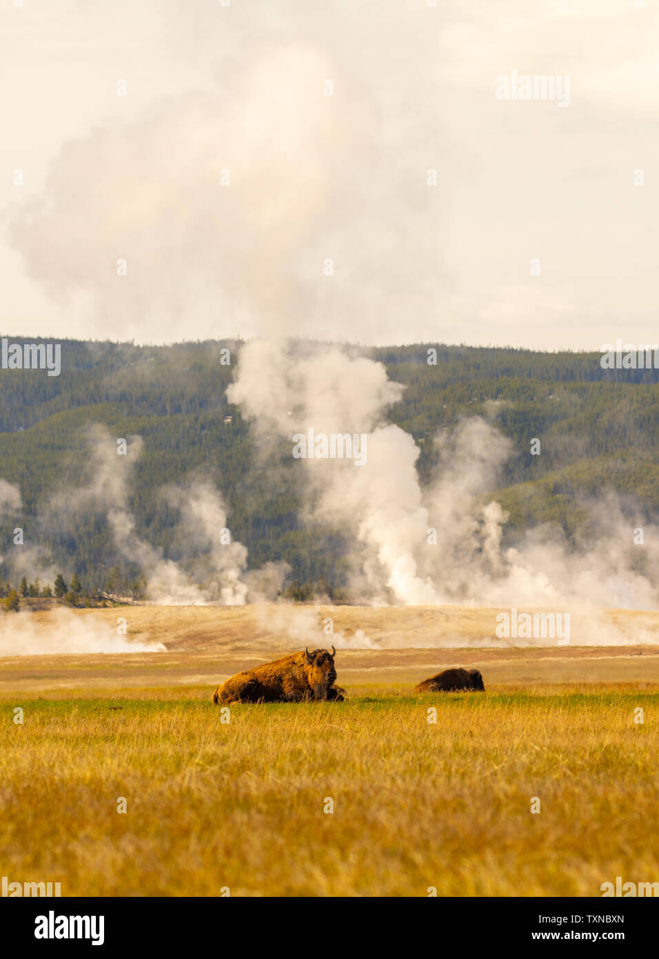 Bison yellowstone spring hi-res stock photography and images - Alamy