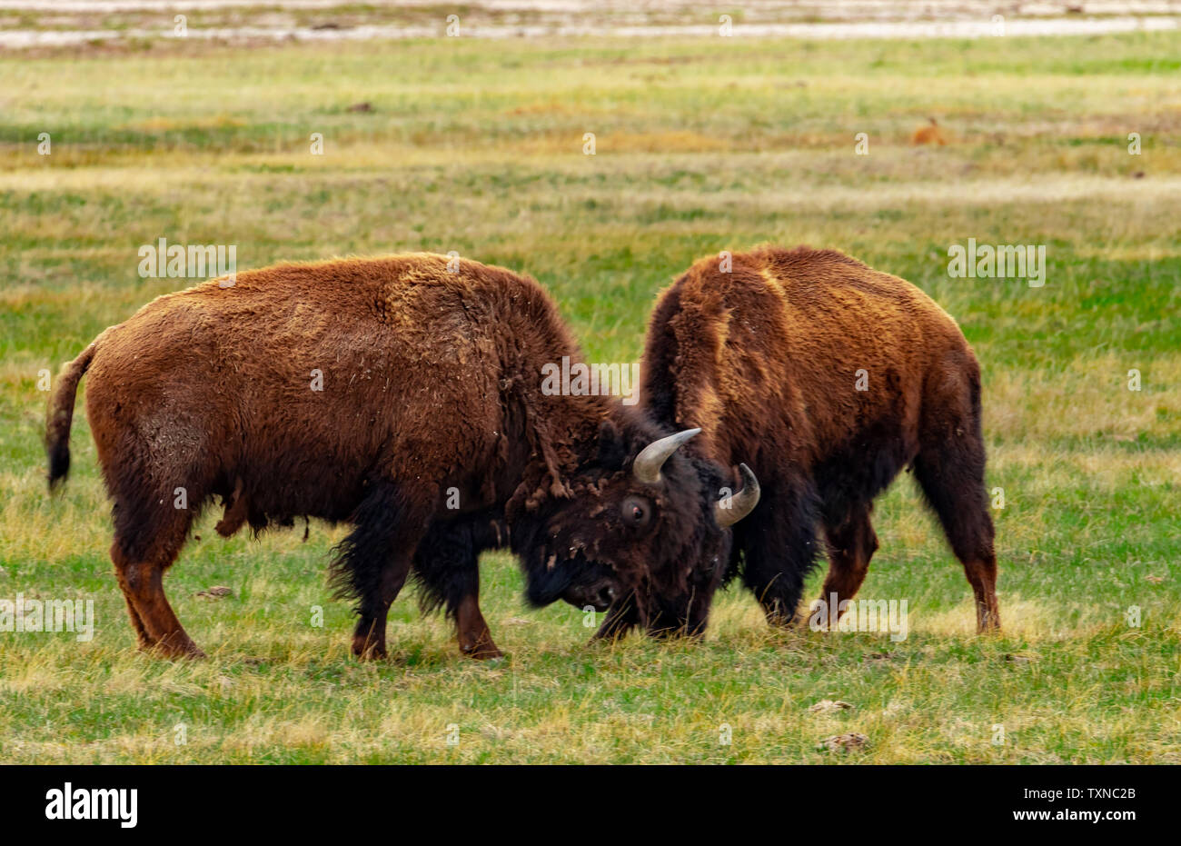 Wrestling bison hi-res stock photography and images - Alamy