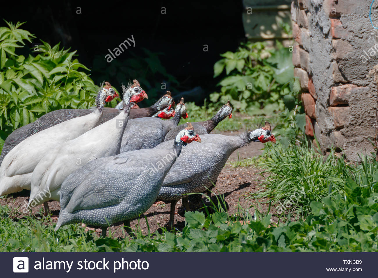 Guinea Hen High Resolution Stock Photography and Images - Alamy