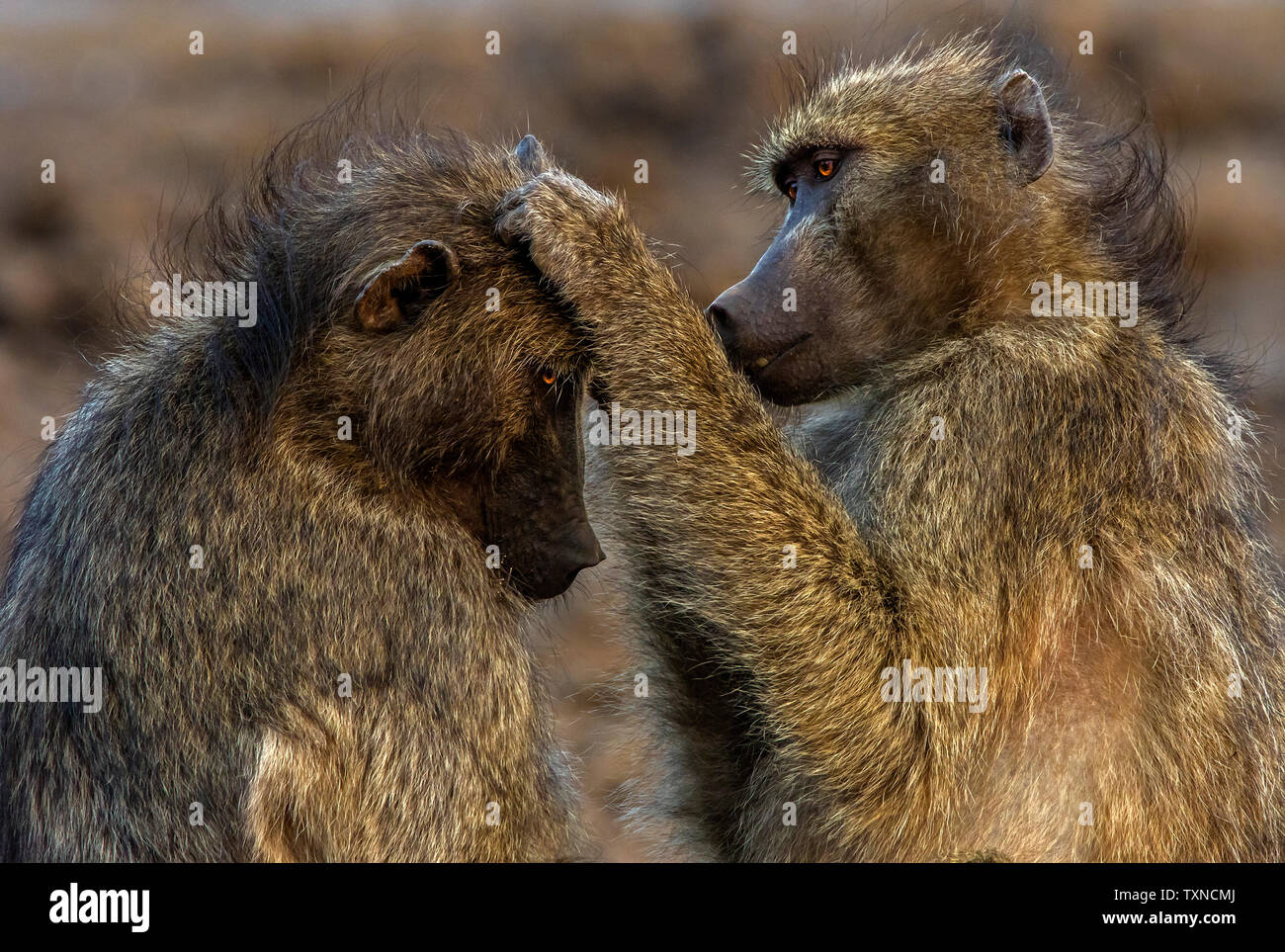 Chacma baboons grooming each other, Kruger National park, South Africa ...