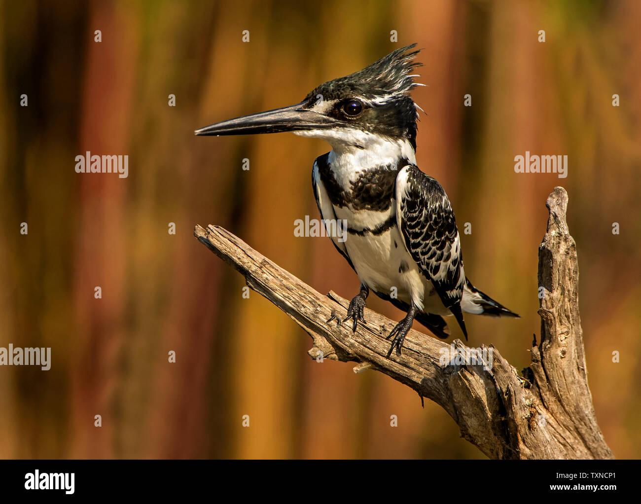 Pied kingfisher perched on branch, side view, Kruger National Park ...