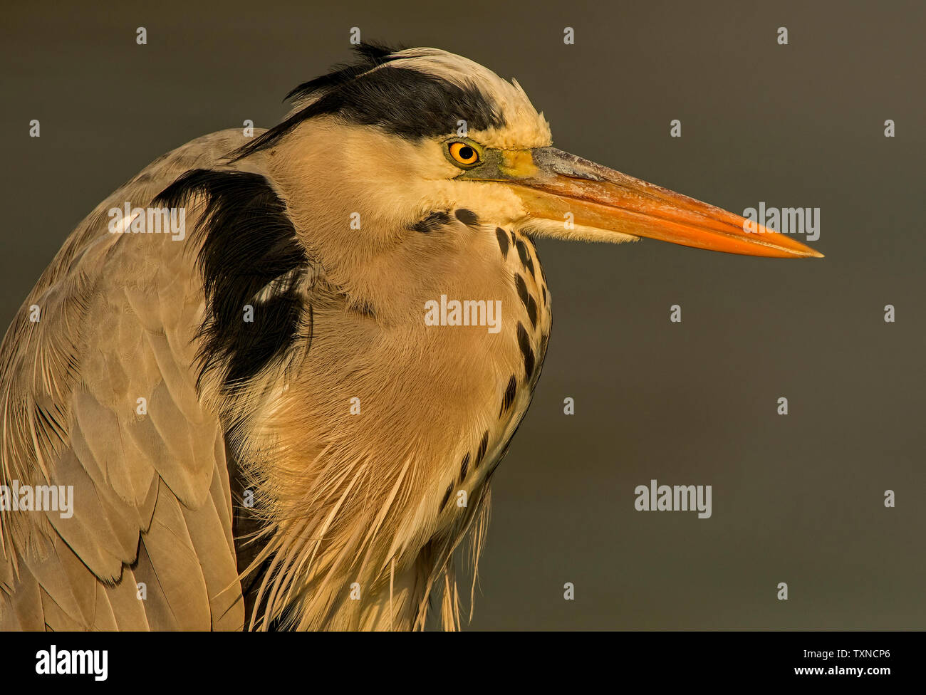 Hunched bird hi-res stock photography and images - Alamy