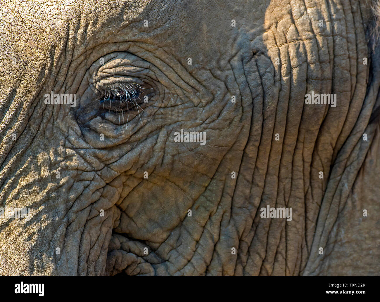 Elephant anatomy hi-res stock photography and images - Alamy