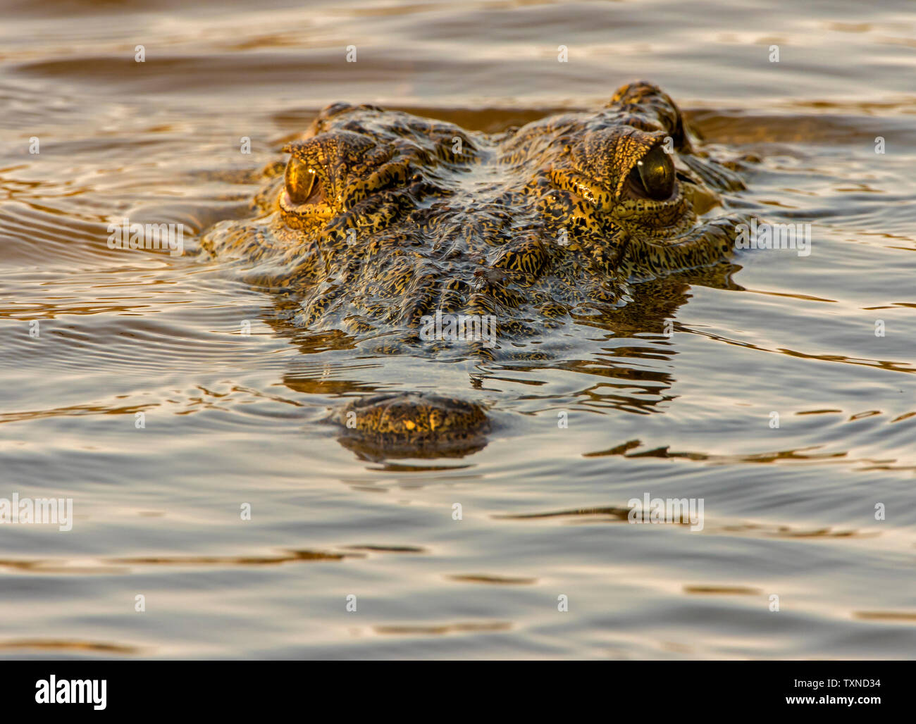 Crocodile emerging on water surface, portrait of face, Kruger National ...