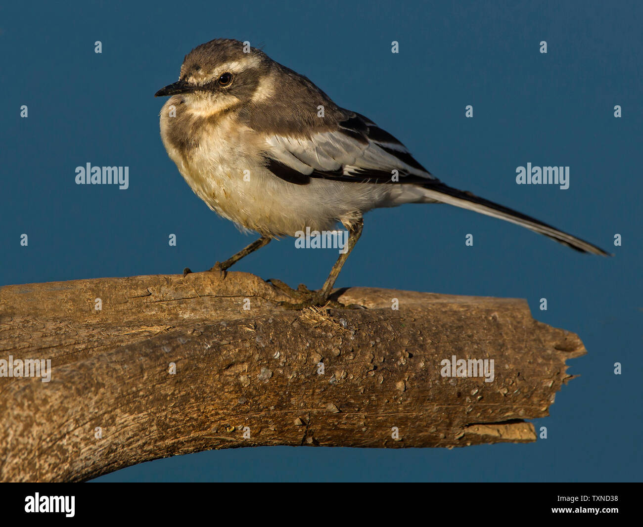Mountain wagtail perched on tree branch, side view, Kruger National ...