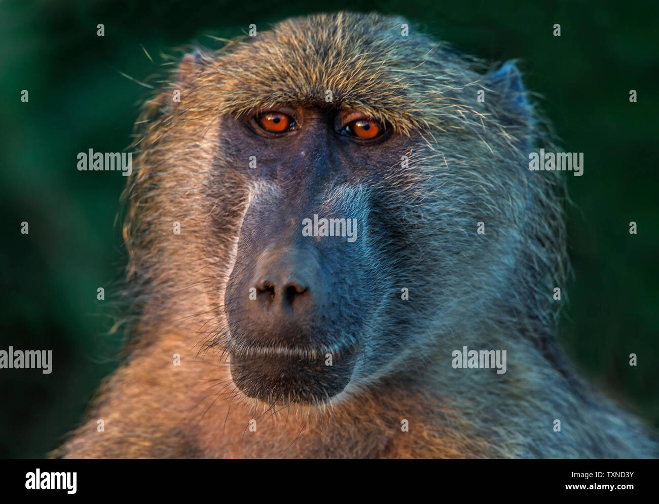 Baboon head hi-res stock photography and images - Alamy