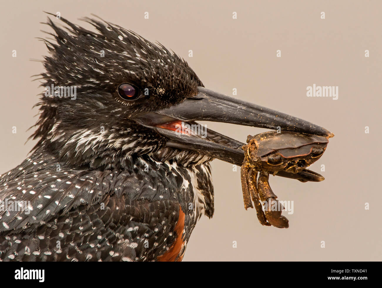 Giant kingfisher with crab in beak, side view close up, Kruger National ...
