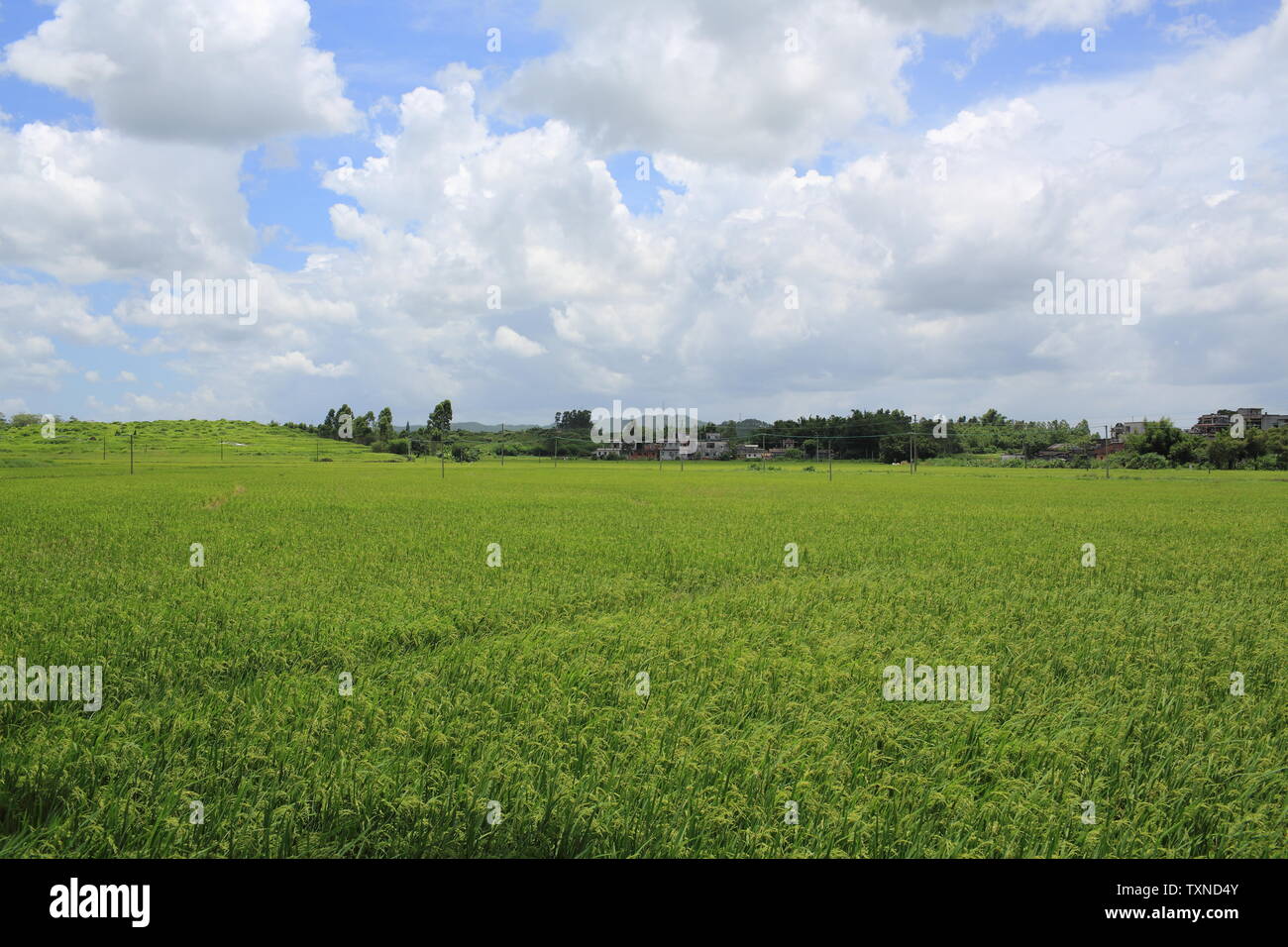 traditional chinese garden design in small village: green field with ...