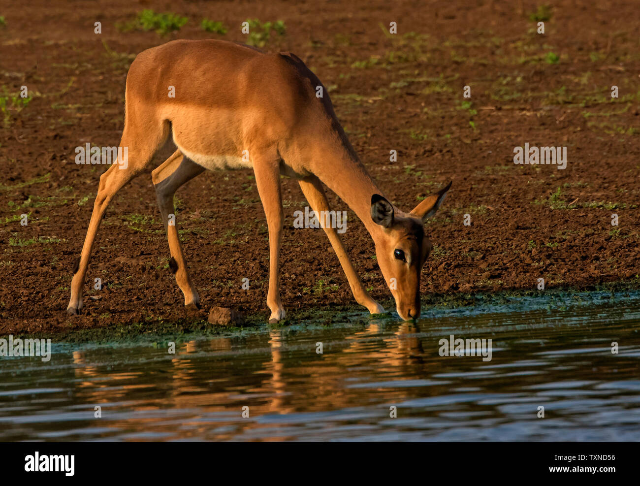 Impala drinking at watering hole, side view, Kruger National Park ...