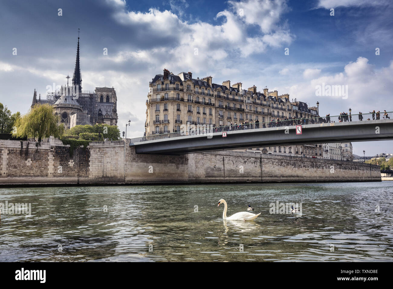 Scenic waterfront view of Ile de la Cite and Notre Dame Cathedral ...