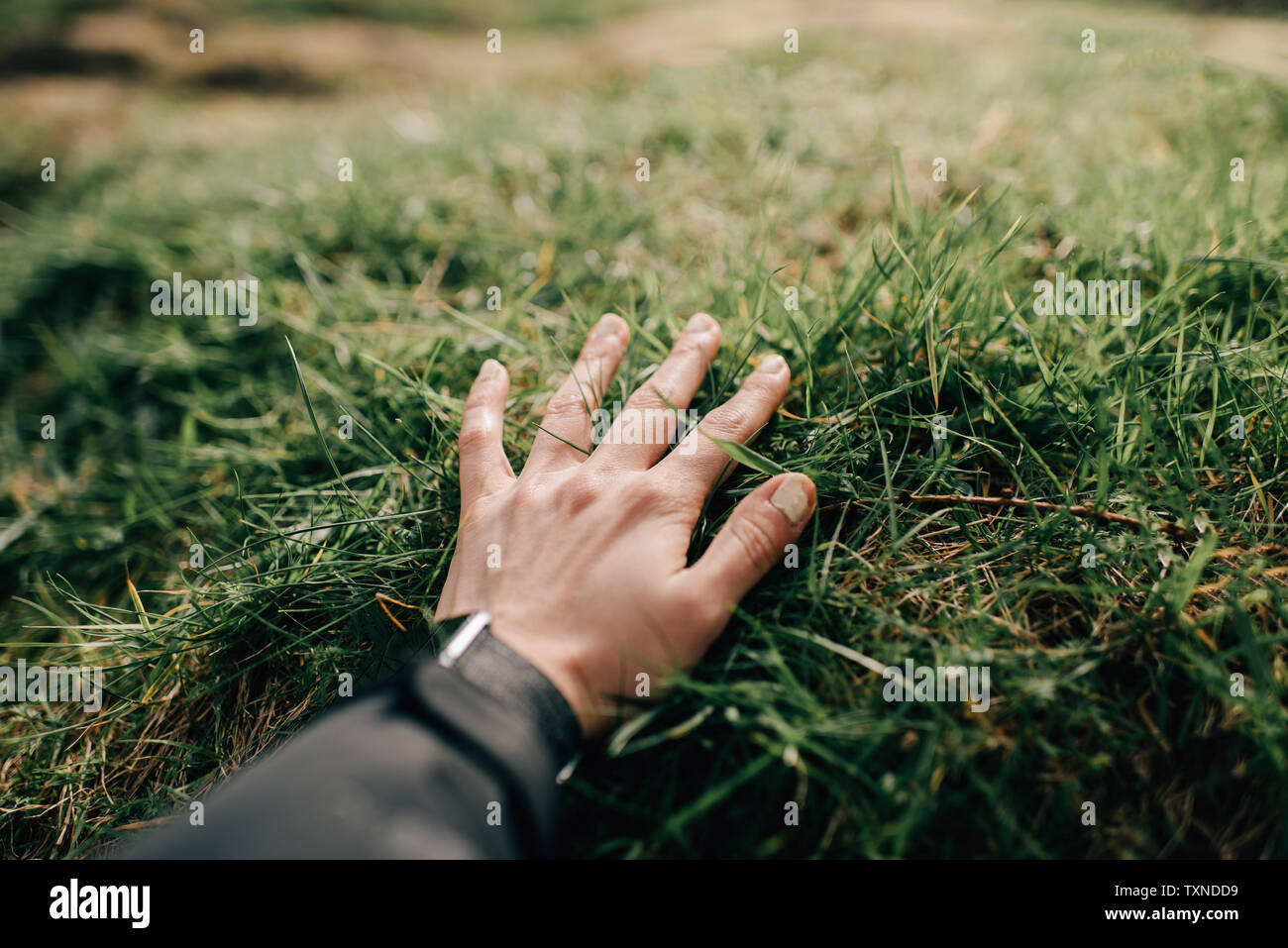 Hand feeling grass Stock Photo - Alamy