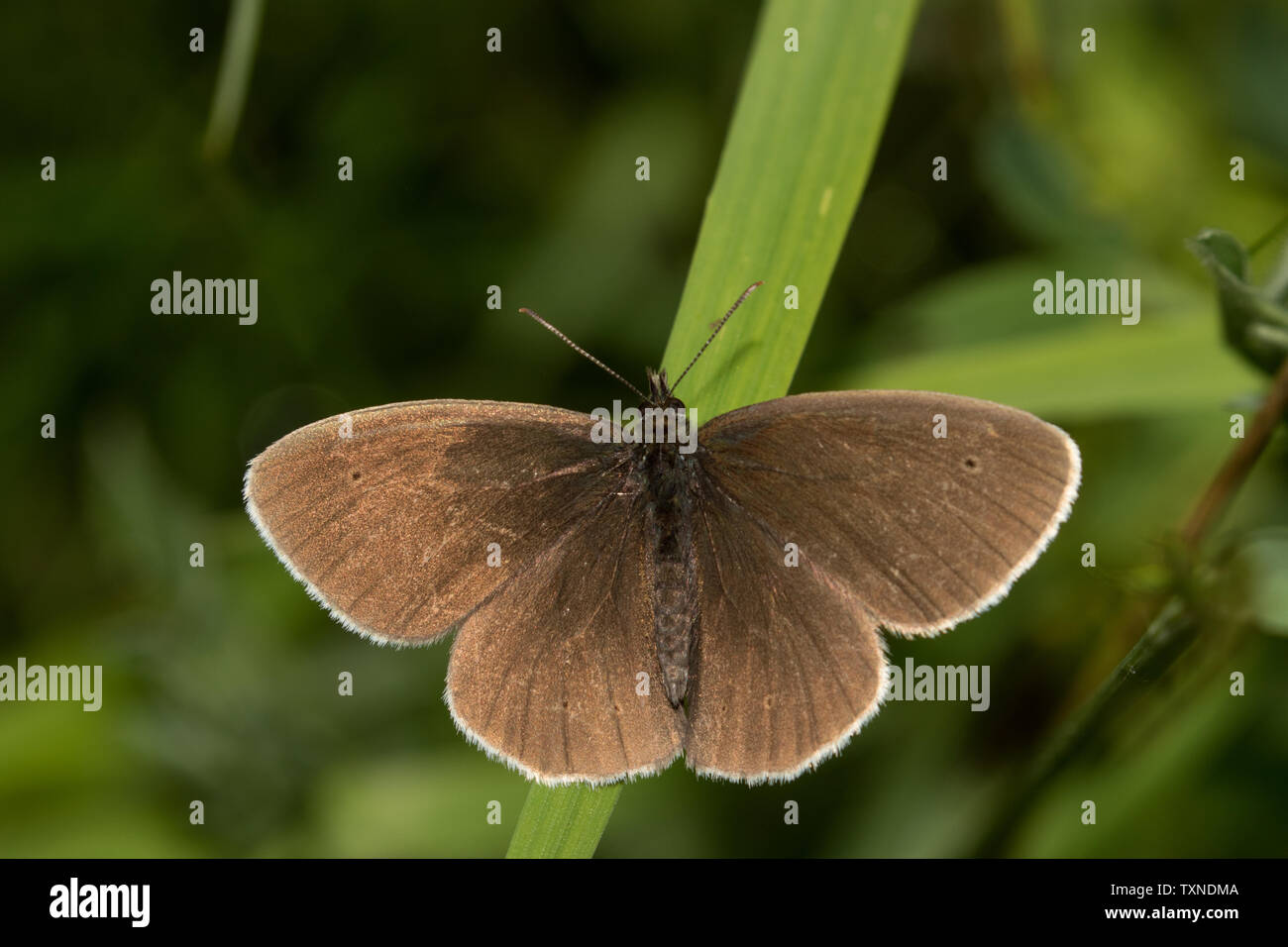 Ringlet butterfly (male Stock Photo - Alamy