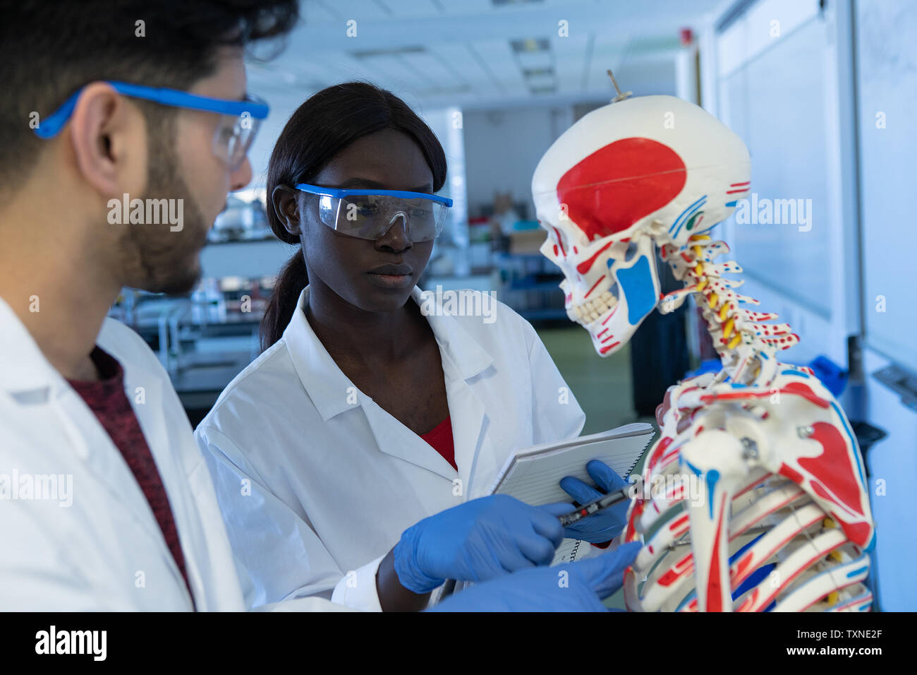 Human female skeleton hi-res stock photography and images - Alamy