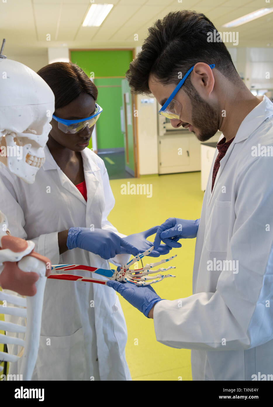 Lab skeleton hi-res stock photography and images - Alamy