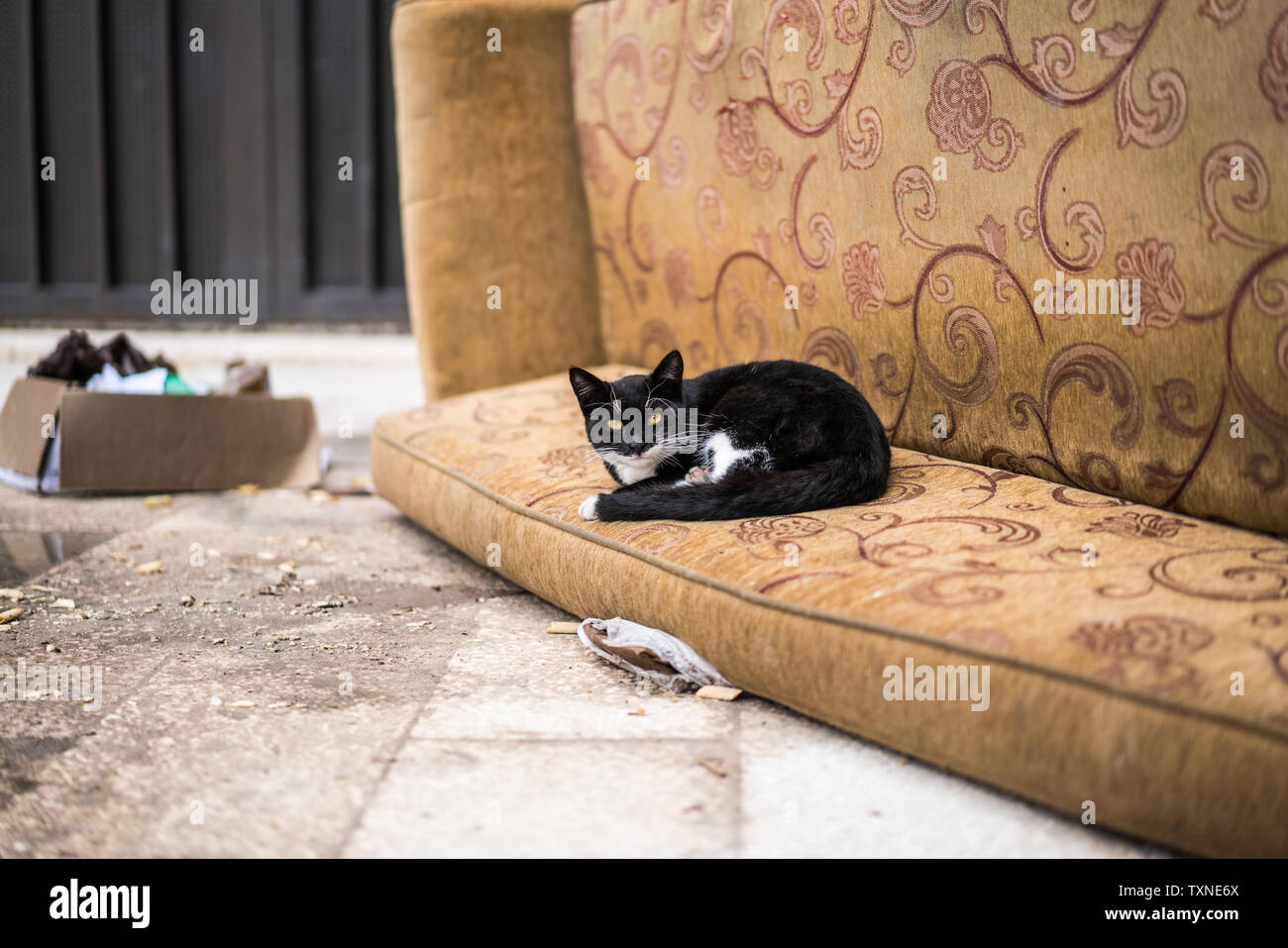 Cat in the street of the Amman, Jordan Stock Photo - Alamy