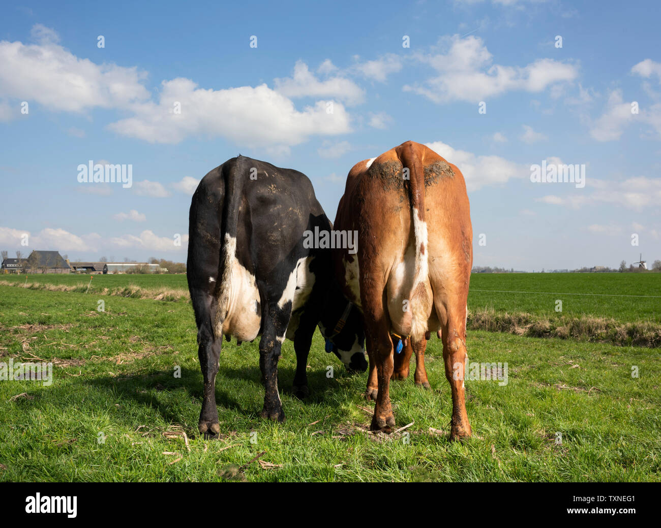 Two dairy cows hi-res stock photography and images - Alamy