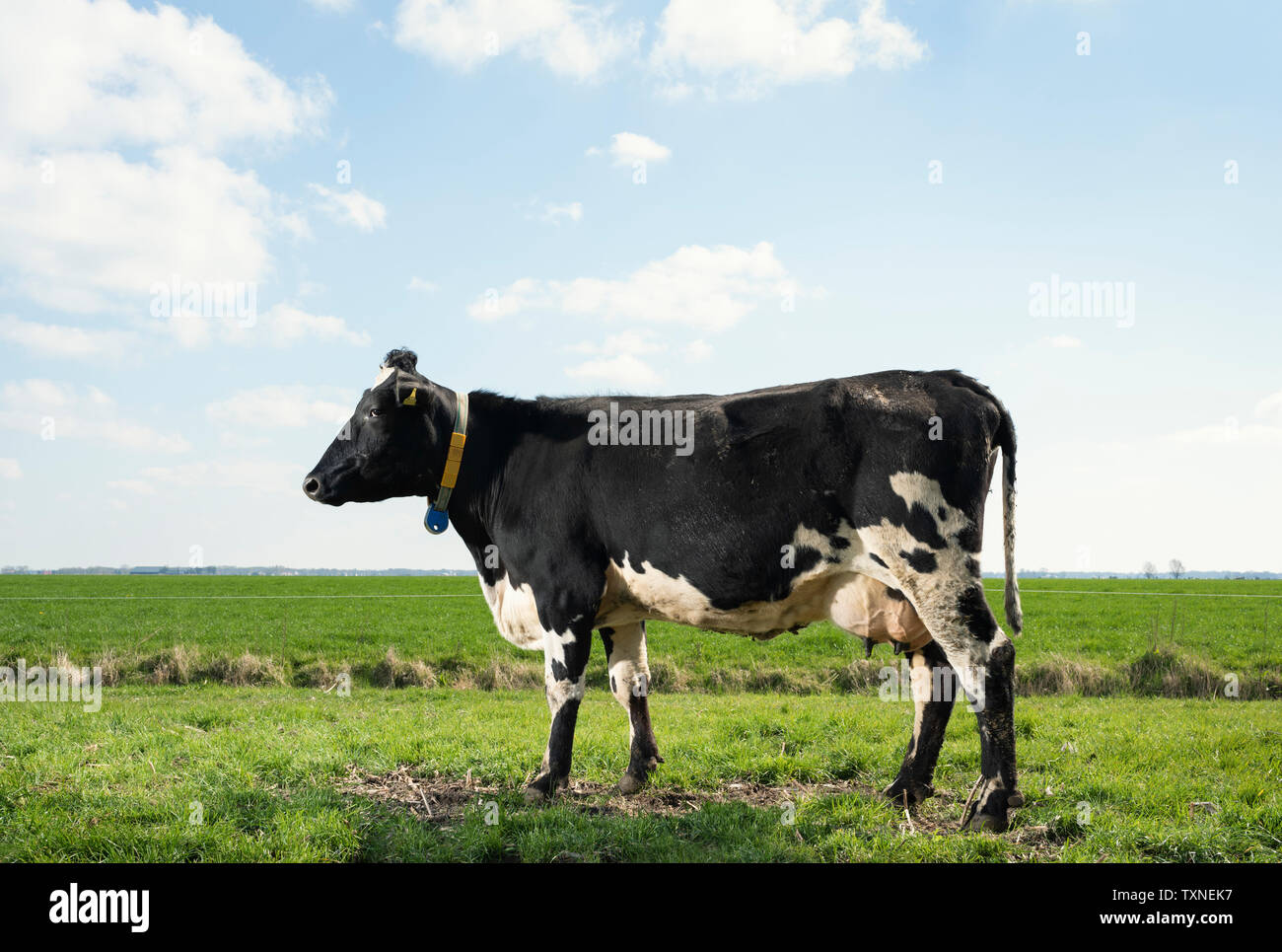 Friesland cow hi-res stock photography and images - Alamy