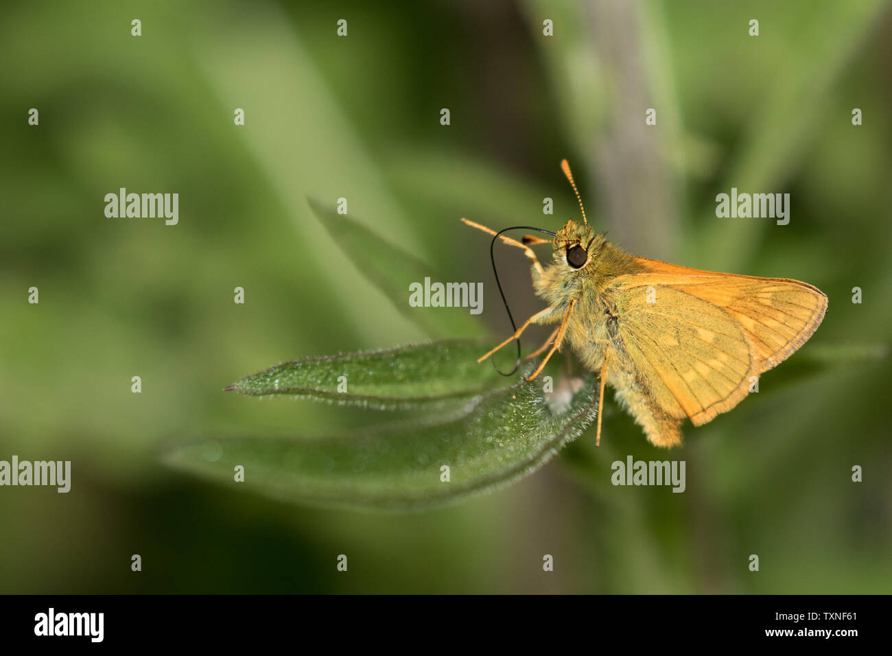 Large skipper butterfly Stock Photo - Alamy