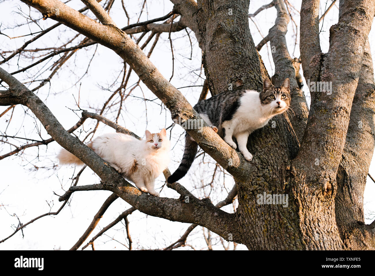 Two cats looking out from bare tree branches Stock Photo - Alamy