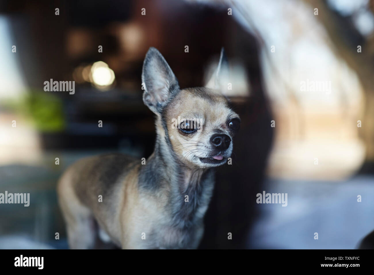 Chihuahua dog sticking out hi-res stock photography and images - Alamy