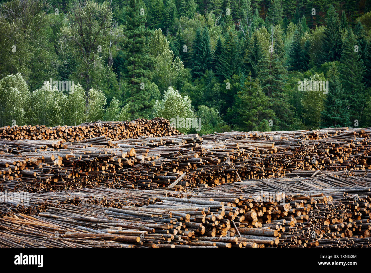 Timber structures hi-res stock photography and images - Alamy