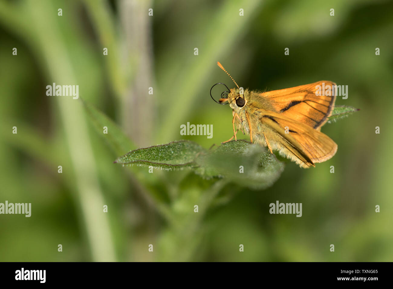 Large skipper butterfly Stock Photo - Alamy