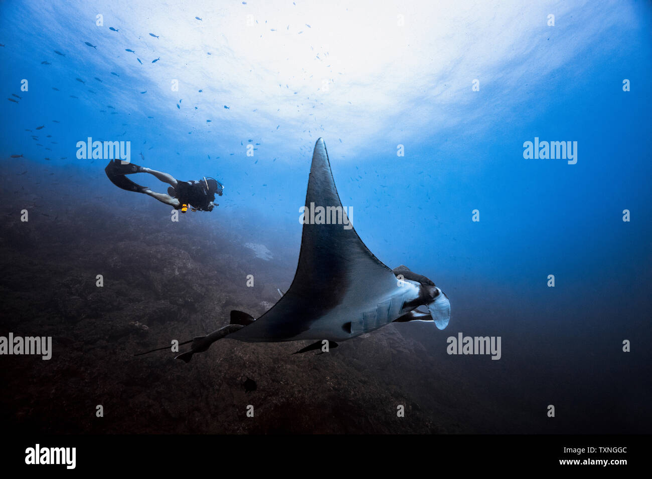 Giant Oceanic Pacific manta ray glides by male diver, Revillagigedo ...