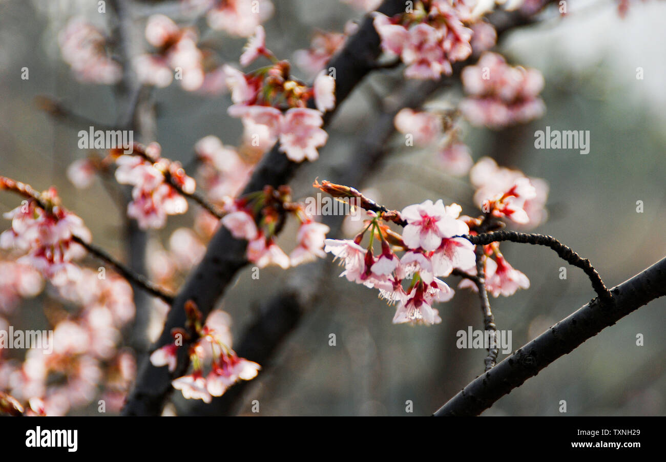 Fujian branch hi-res stock photography and images - Alamy