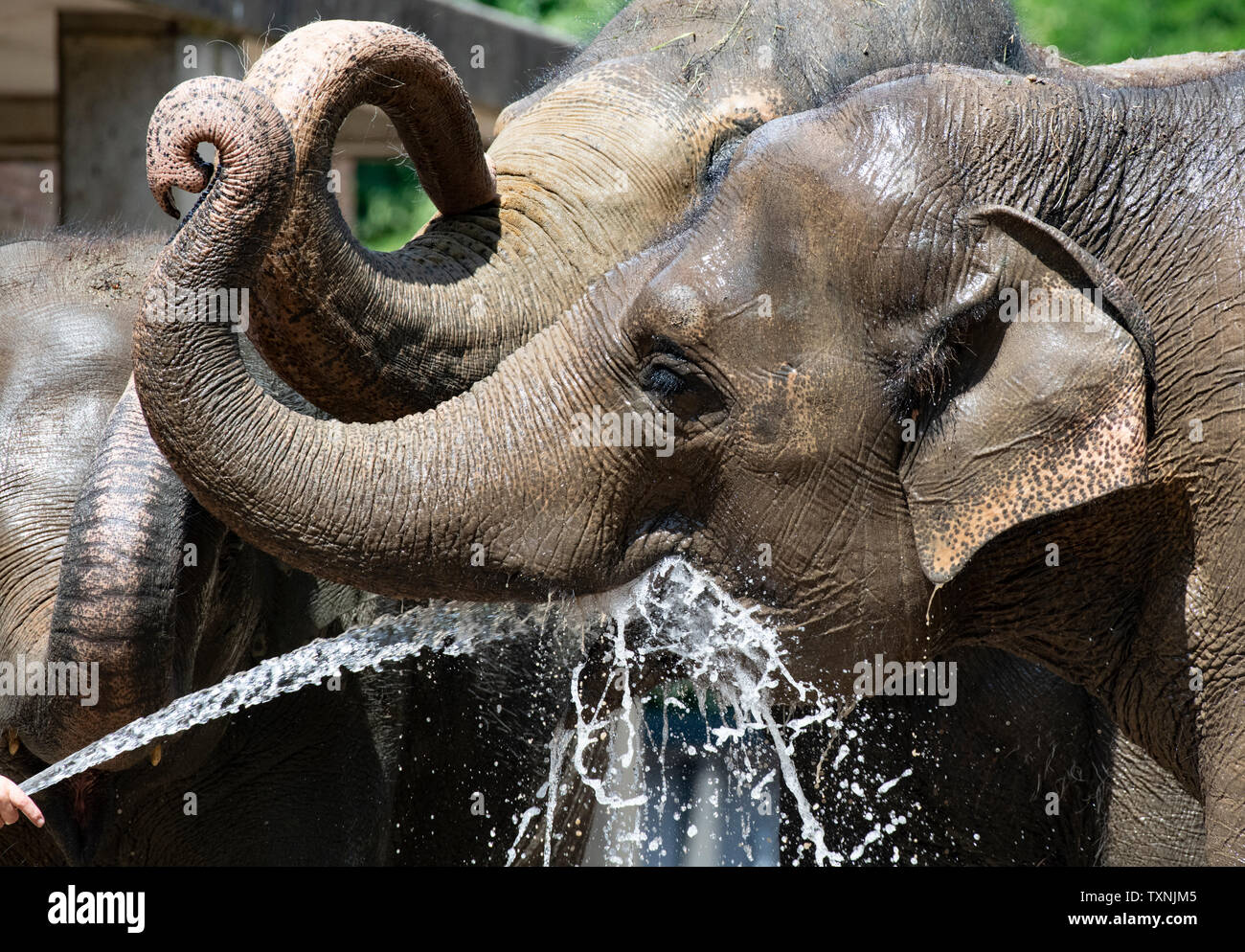 Berlin, Germany. 25th June, 2019. An animal keeper at Berlin Zoo ...
