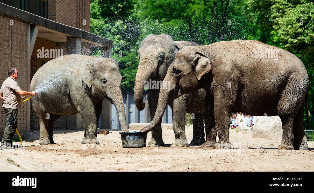 Berlin, Germany. 25th June, 2019. An animal keeper at Berlin Zoo ...
