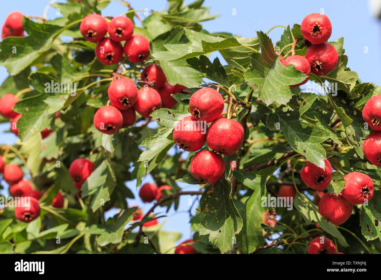 The ripe hawthorn fruit on the tree Stock Photo - Alamy