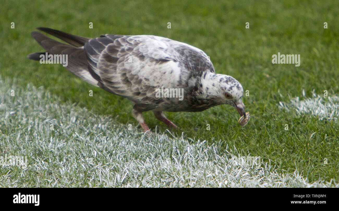Pesky pigeon hi-res stock photography and images - Alamy