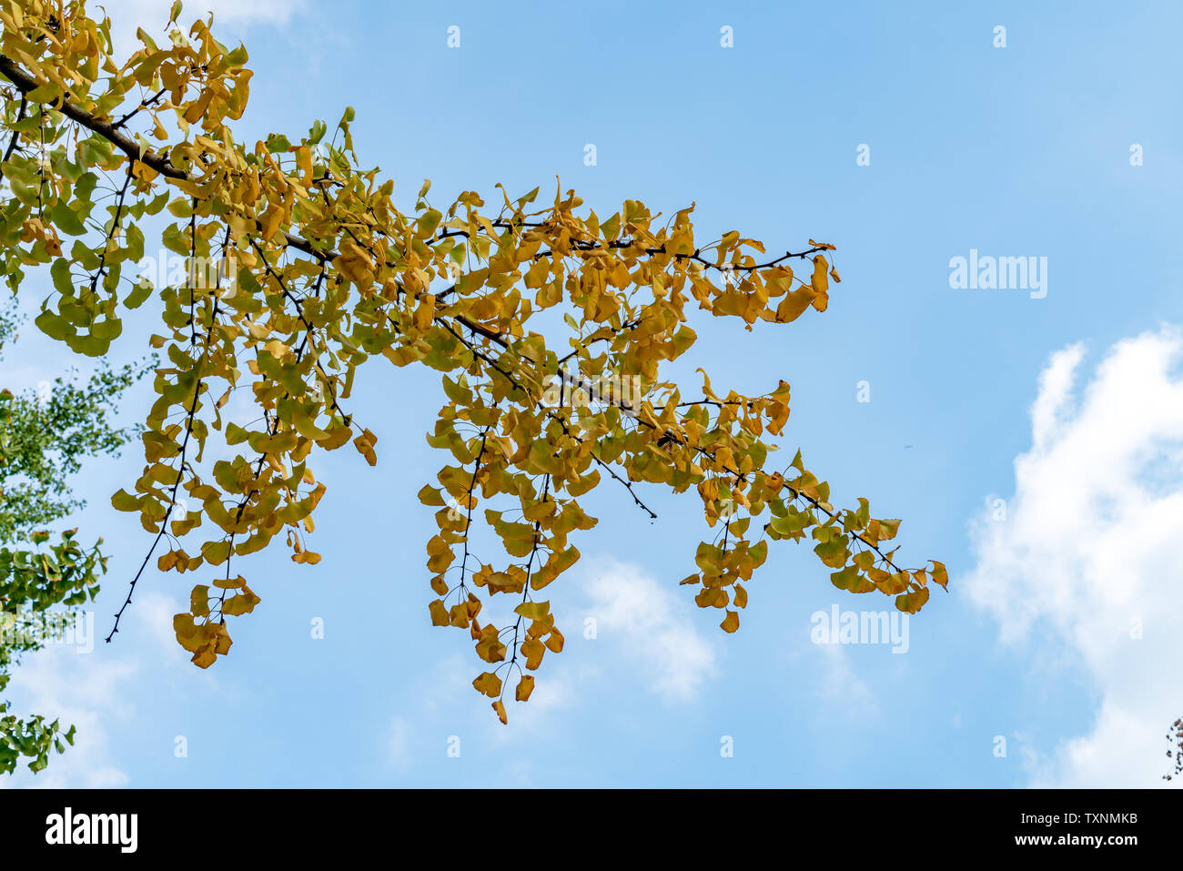 Ginkgo trees and blue sky in Huanhua Creek, Chengdu Stock Photo - Alamy