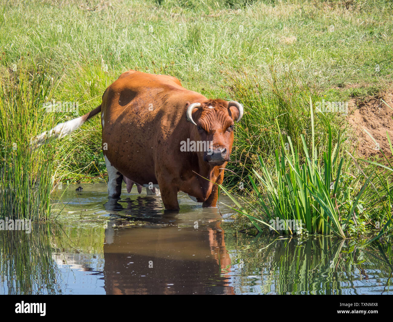 Castle and Cows Stock Photo - Alamy