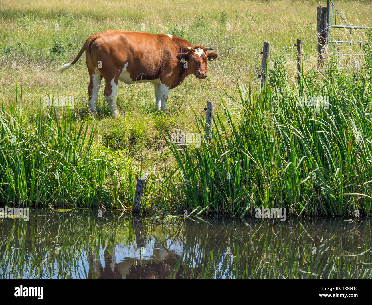 Castle and Cows Stock Photo - Alamy