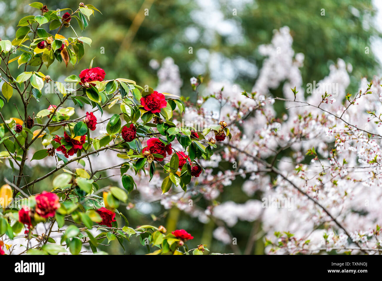 Camellia japonica Japanese tsubaki red flowers on tree in Kyoto, Japan ...