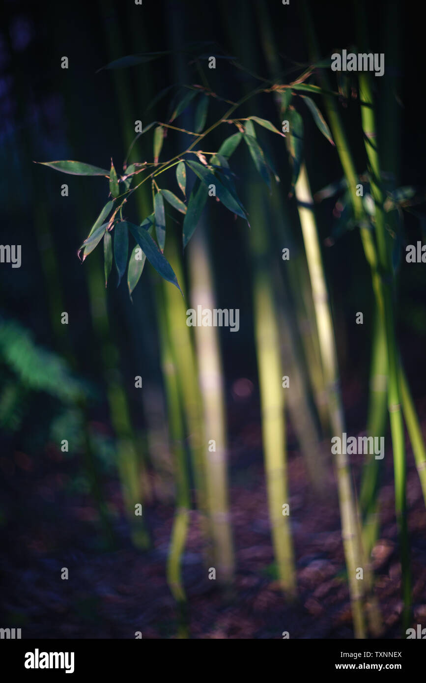 Bamboo Shadow High Resolution Stock Photography and Images - Alamy