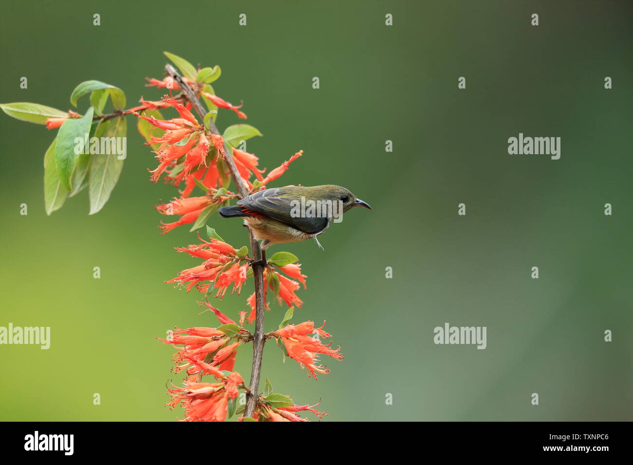 Small sunbirds hi-res stock photography and images - Alamy