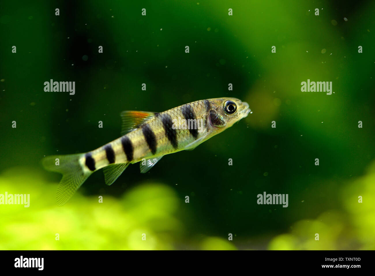 Lipped fish hi-res stock photography and images - Alamy