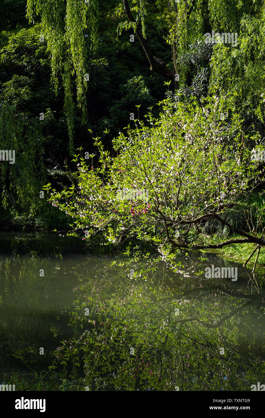 Spring color of West Lake Scenic Area Stock Photo - Alamy