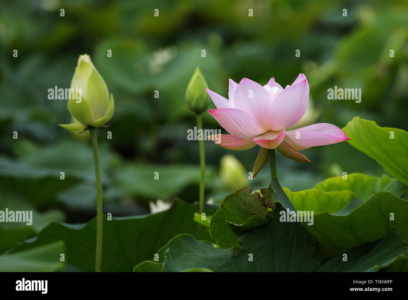 Lily mei hi-res stock photography and images - Alamy