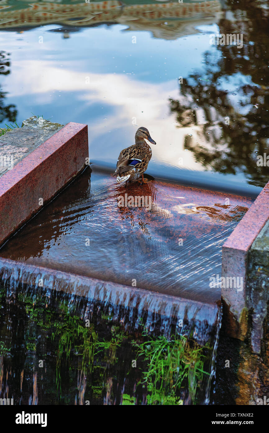 Duck at a waterfall in a city pond with a reflection of houses and ...