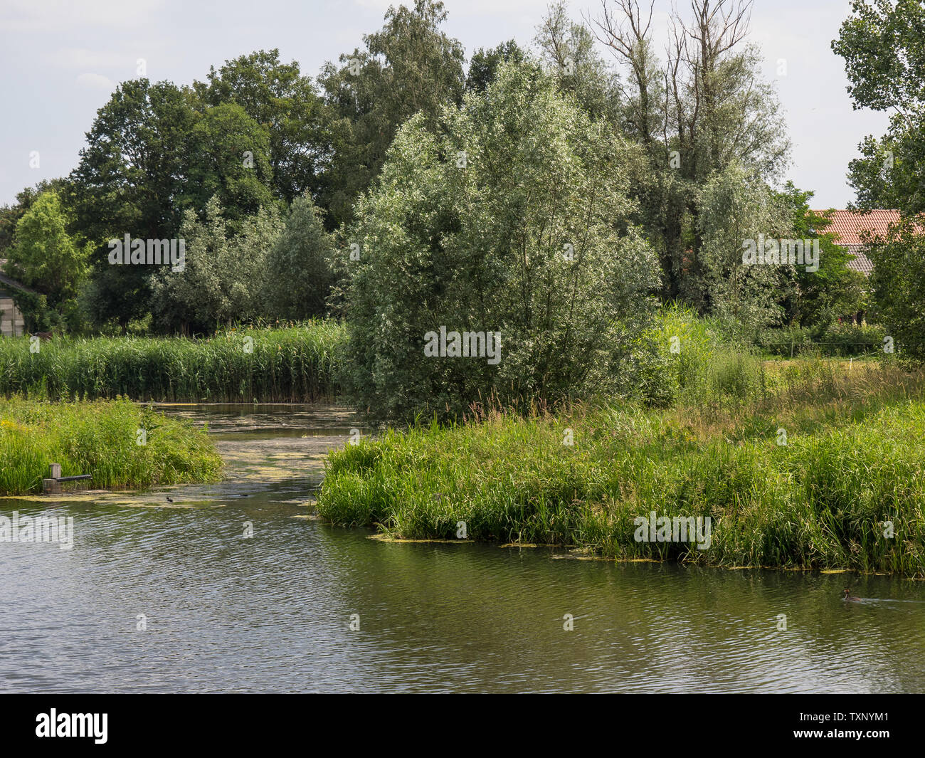 at the river issel in the netherlands Stock Photo - Alamy